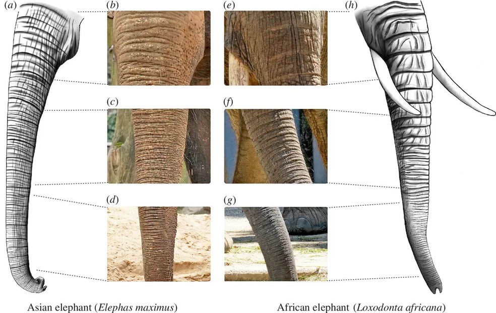 Cara De Elefante Tromba Dianteira