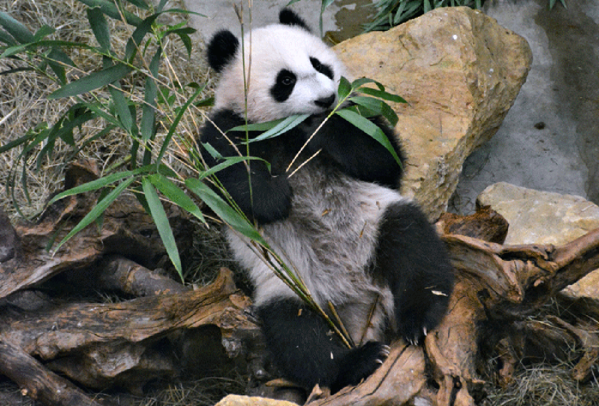 O segredo dos pandas gigantes para permanecerem gordinhos e saudáveis ...