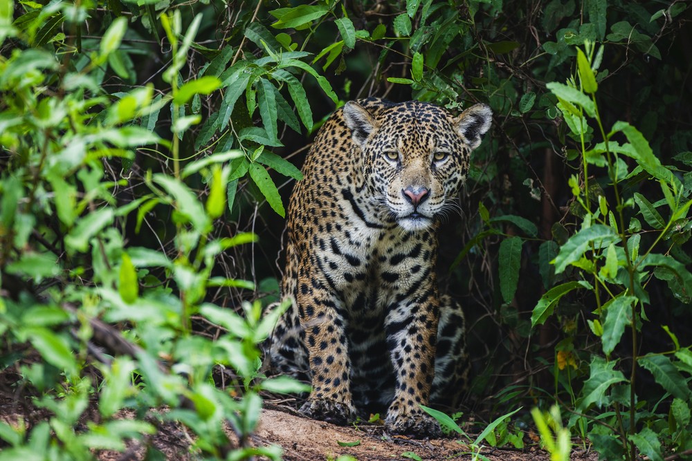 Onça-pintada: conheça o maior felino das Américas