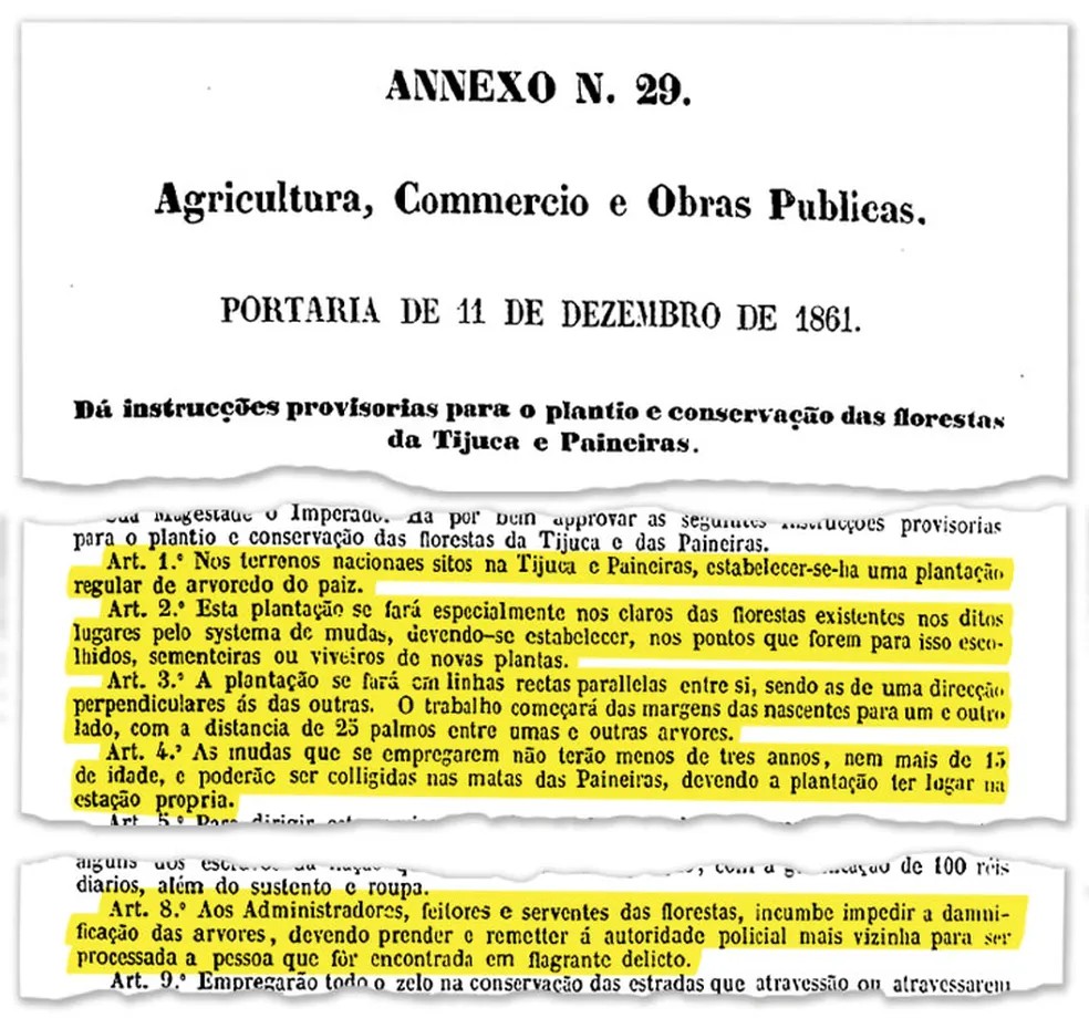 Estudo desvenda a história da Floresta da Tijuca e traz lições para a ...