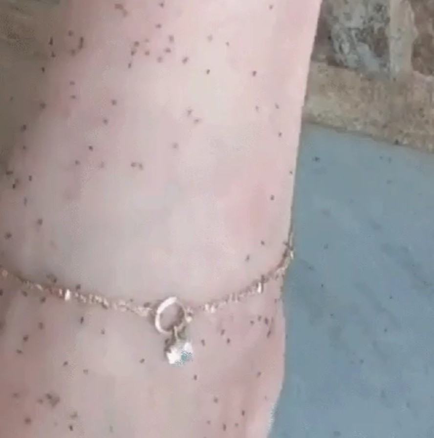 Maruim: mosquito que fez moradores se 'trancarem' em casa pode ...