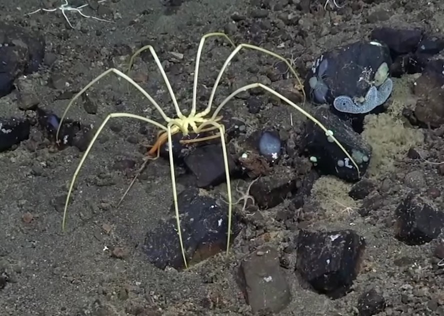 Já ouviu falar em aranha-do-mar? Cientistas capturam imagens raras de ...