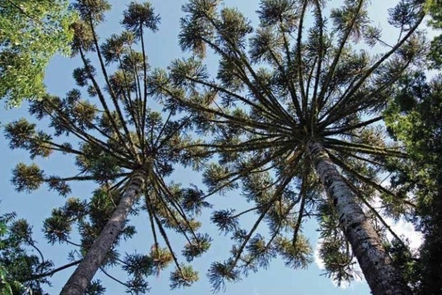 Plantas que ainda não possuem utilidade para os humanos estão ...