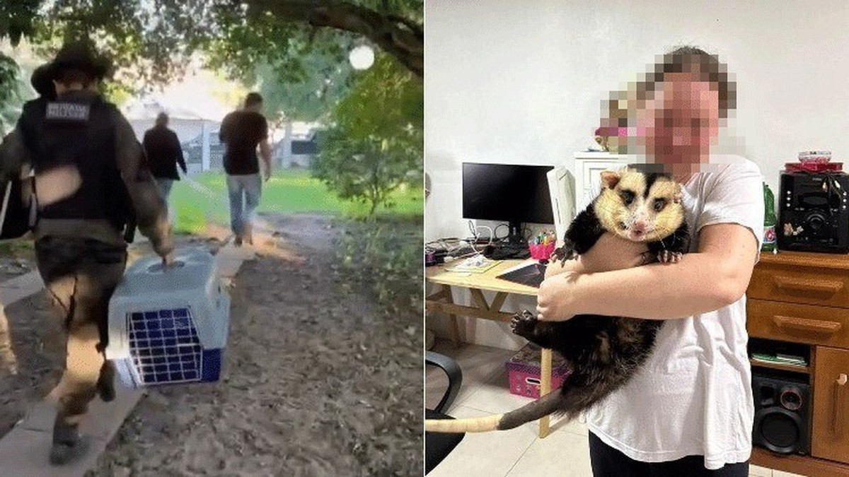 Animal silvestre, gambá com 150 mil seguidores nas redes e criado como ...