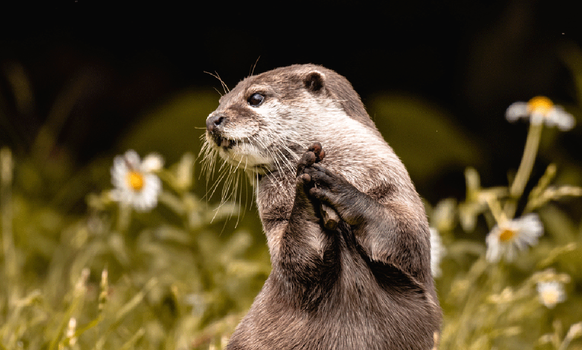 Fofa, mas perigosa: lontra ataca três mulheres e manda uma delas para o ...