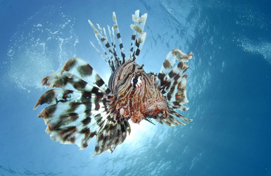 Com águas mais quentes, peixes tropicais invasores avançam e afetam ...