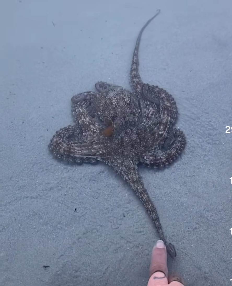 Polvo resgatado em praia da África do Sul surpreende com gesto de ...