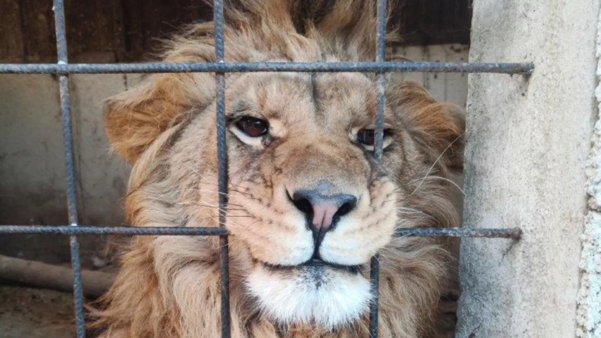 Operação global apreende 20 mil animais vivos e expõe redes de tráfico ...