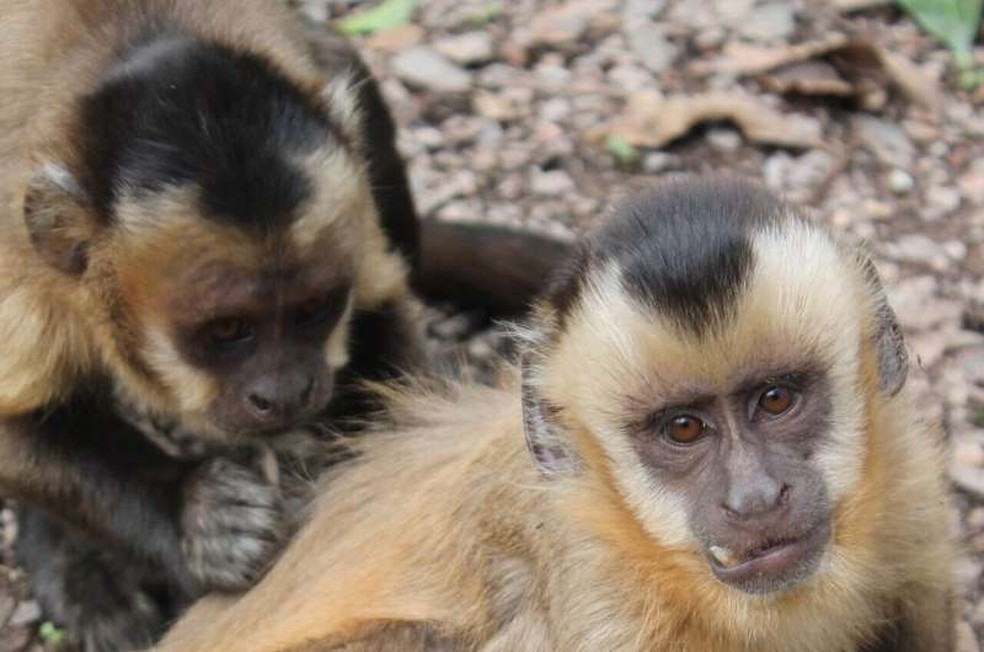 Pesquisa revela que macacos são os melhores cantores de técnica yodel ...
