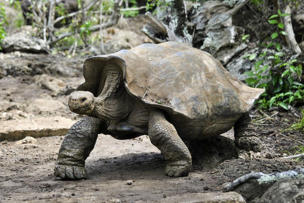Do fofo 'Lóris Lento' ao peixe-boi: descubra 7 dos animais mais lerdos ...
