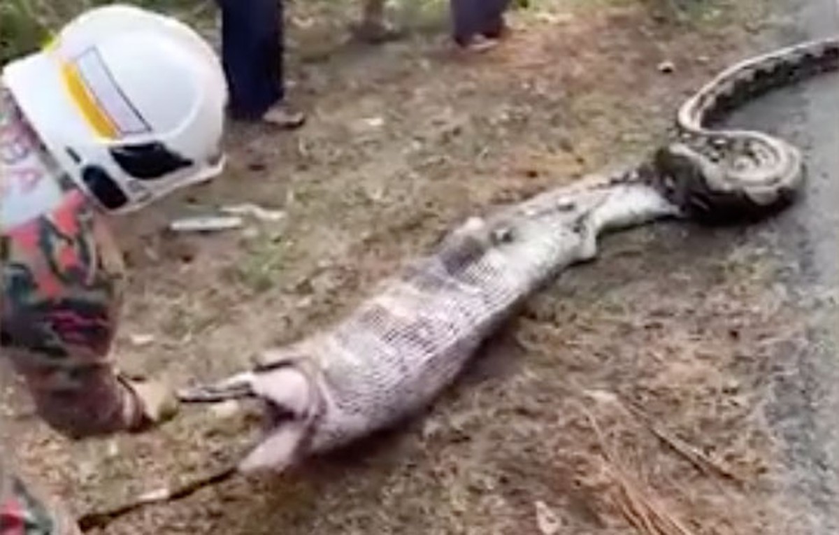 Cobra píton de seis metros engole cabra inteira e bombeiros gravam cena ...
