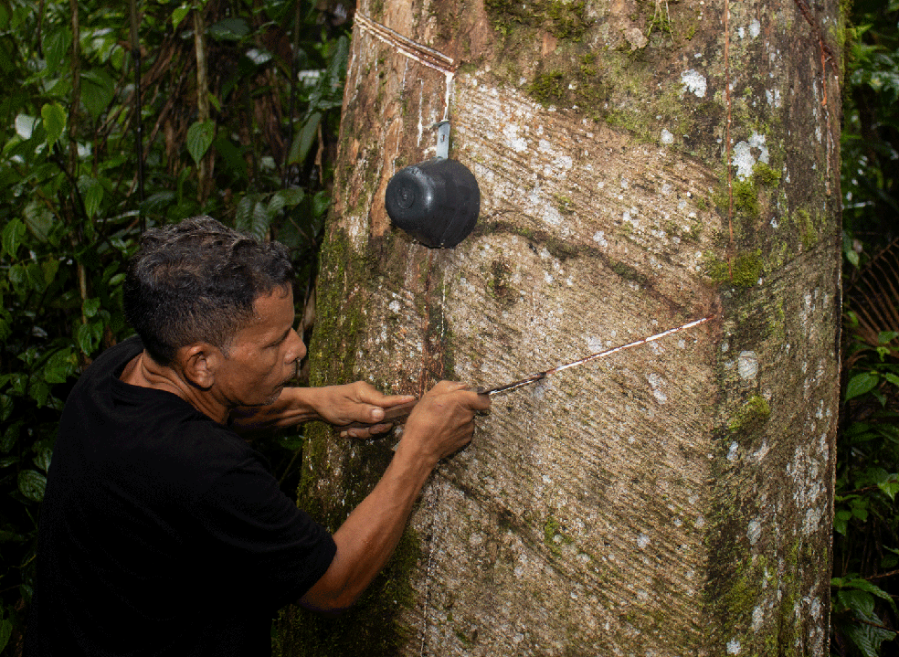 Novo ciclo da borracha nativa gera renda e protege a Amazônia com protagonismo de seringueiros ...