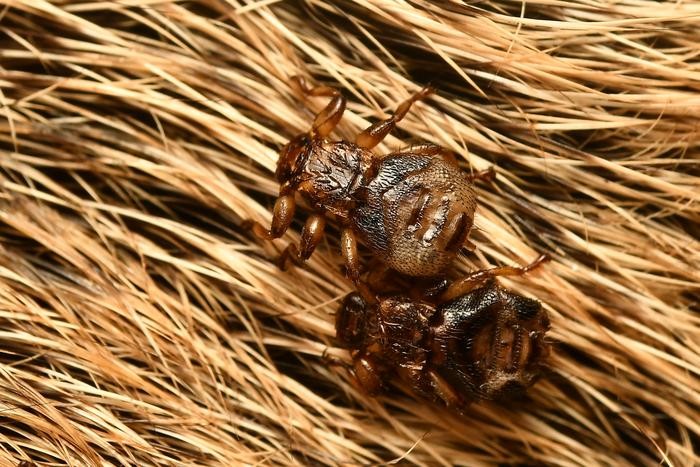 Ao achar 'vítima', esta mosca faz algo inesperado: sacrifica a própria ...