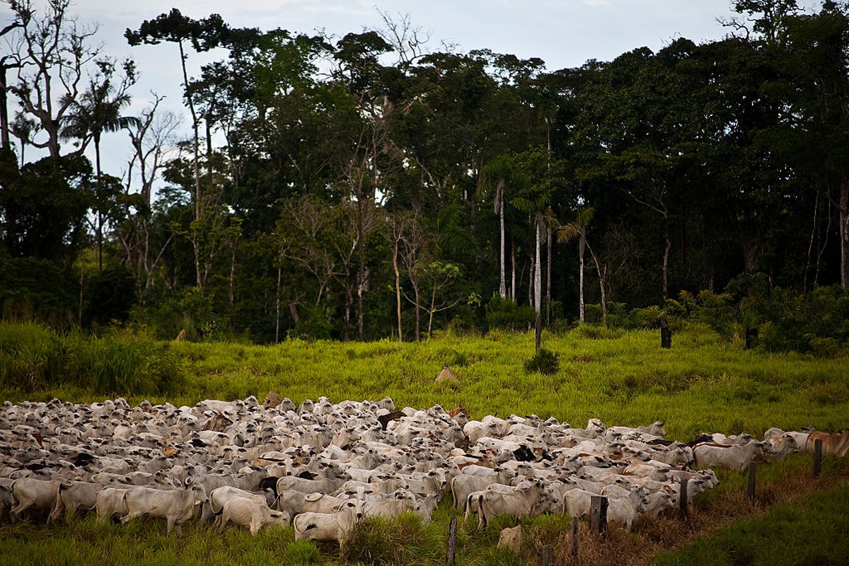 Sete passos para acabar com a grilagem na Amazônia | O Mundo Que Queremos | Um só Planeta