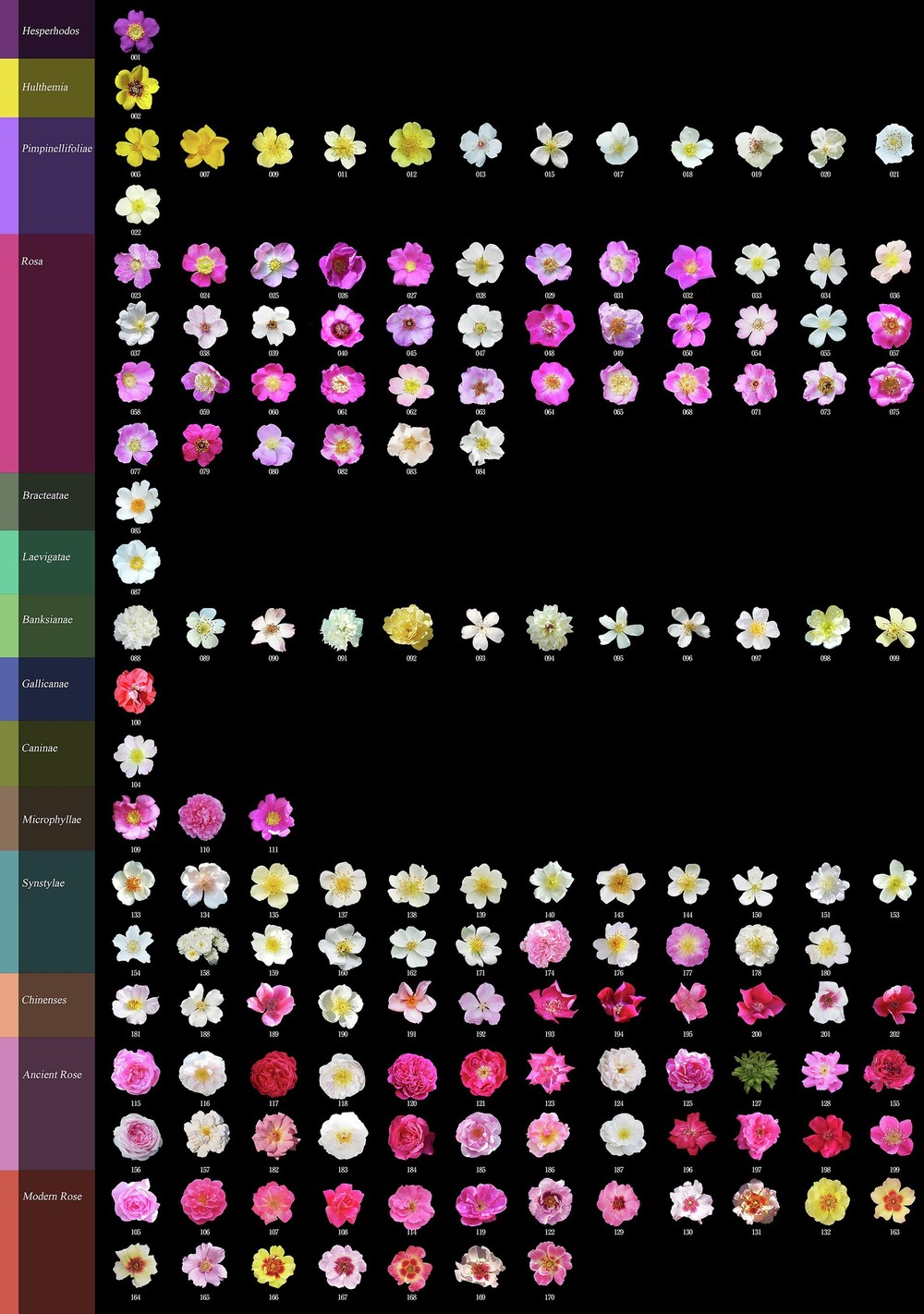 Rosa, vermelha ou branca: pesquisa revela que todas as rosas um dia já ...