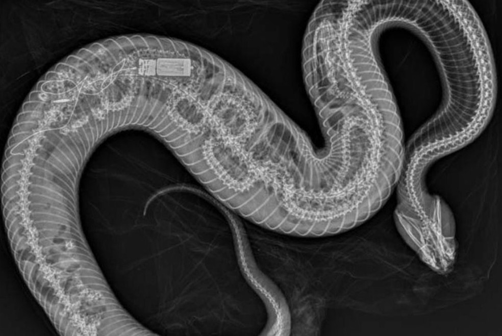 Dispositivo de rastreamento de píton é encontrado em víbora que comeu ...