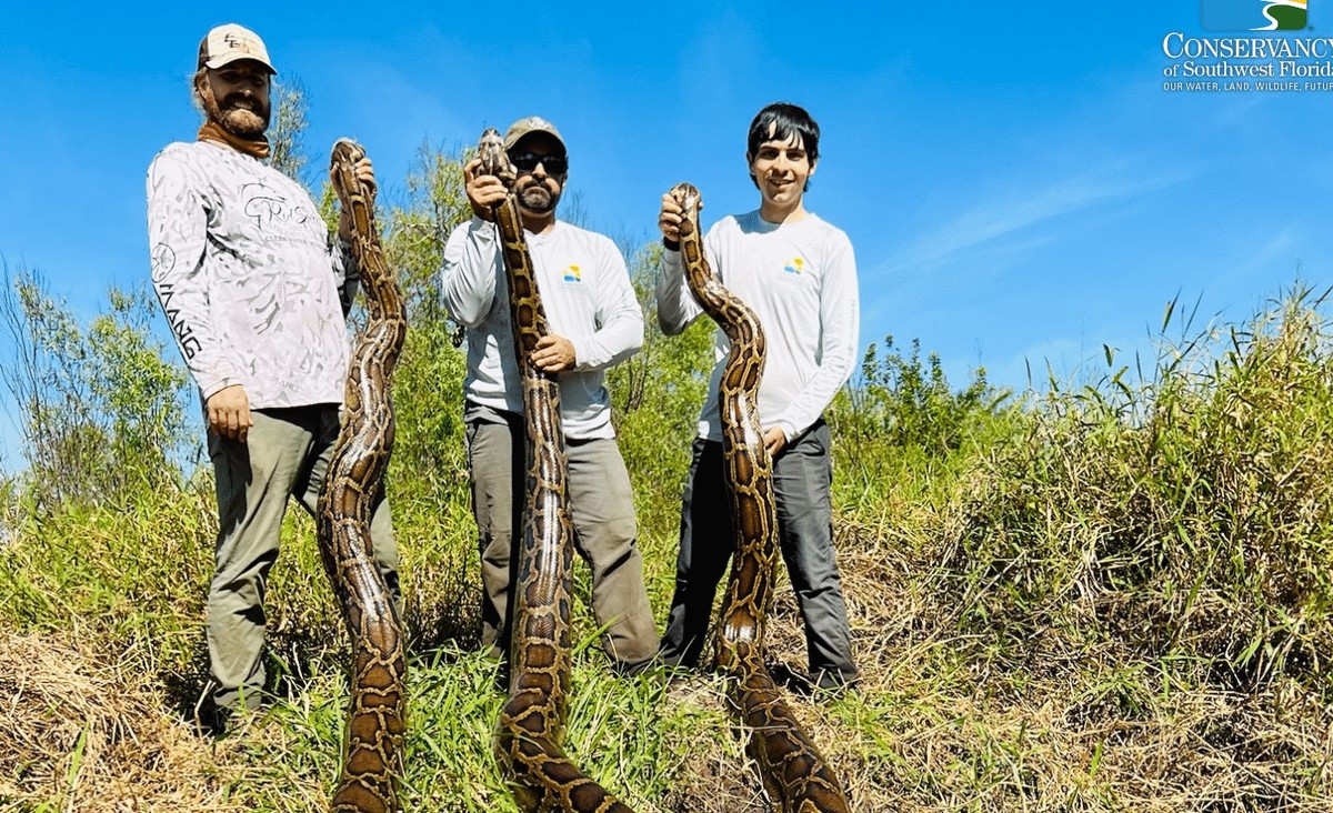 Guerra às cobras: Flórida remove e mata recorde de 20 toneladas de ...