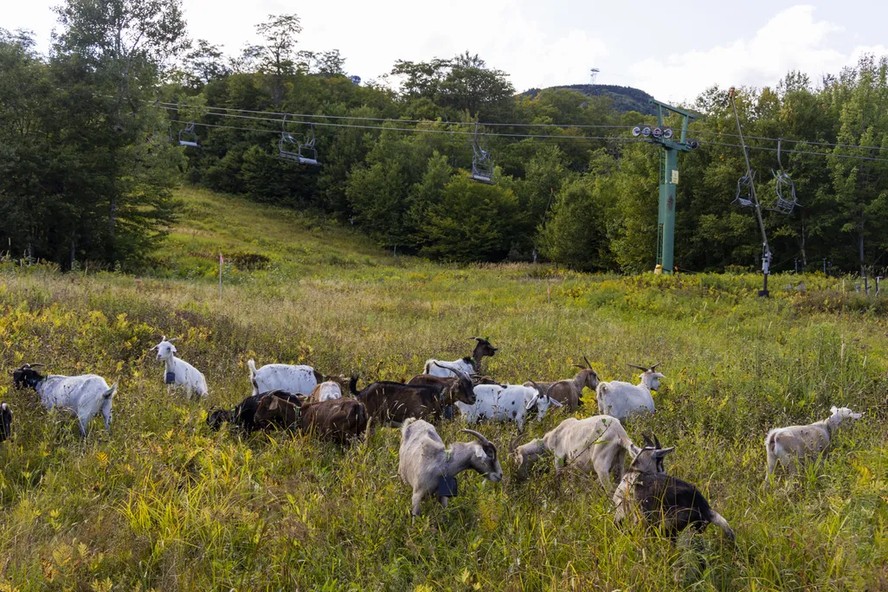 Estação de esqui contrata cabras e ovelhas para ajudar na jardinagem