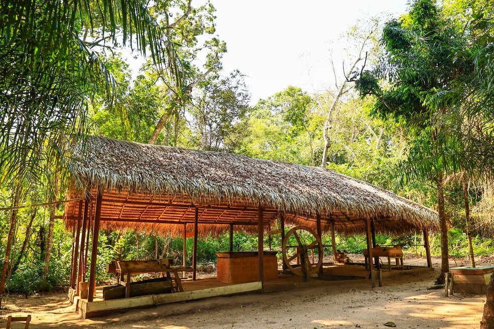 Aprendizado em meio à mata: conheça a Escola da Floresta em Alter do ...