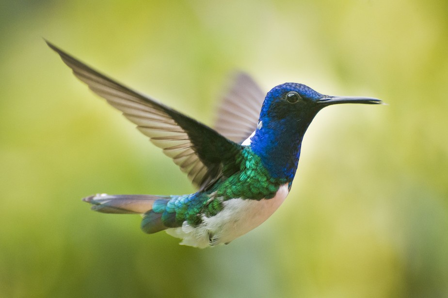 Beija-flores fêmeas se parecem com “machos” para evitar agressões ...