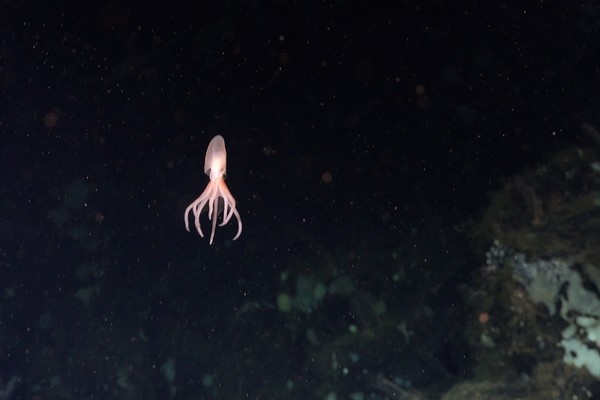 Cientistas descobrem quatro novas espécies de polvo na Costa Rica e ...