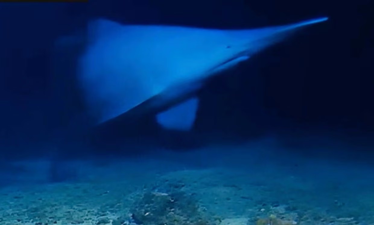 Raro tubarão-duende é filmado em seu habitat natural pela primeira vez ...