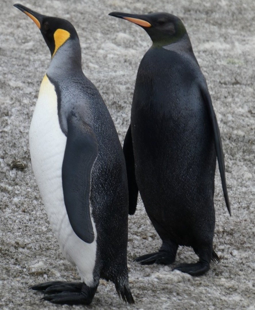 Raro pinguim preto é visto em colônia de ilha no meio do Oceano ...