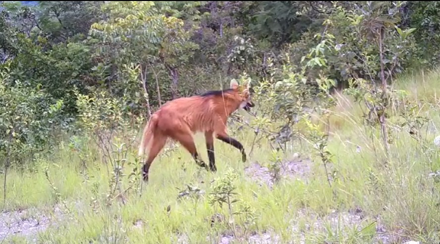 Dupla investe em recuperação de terras e cria reserva do Cerrado em Goiás