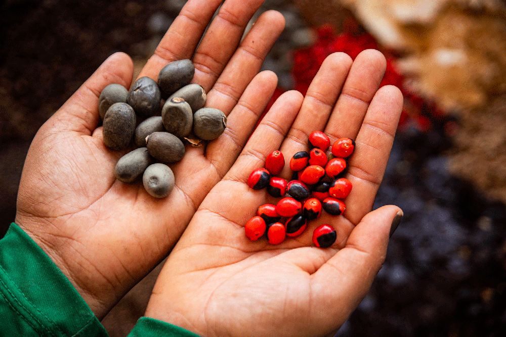 Rede Sementes do Xingu mostra valor da produção comunitária e inspira ...