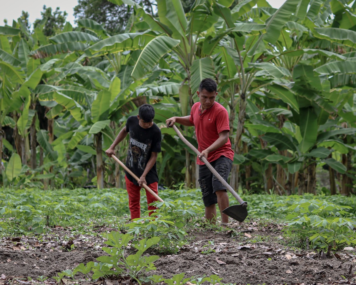 Sementes para o Amanhã: Roça Estadual da Juventude trabalha com ...