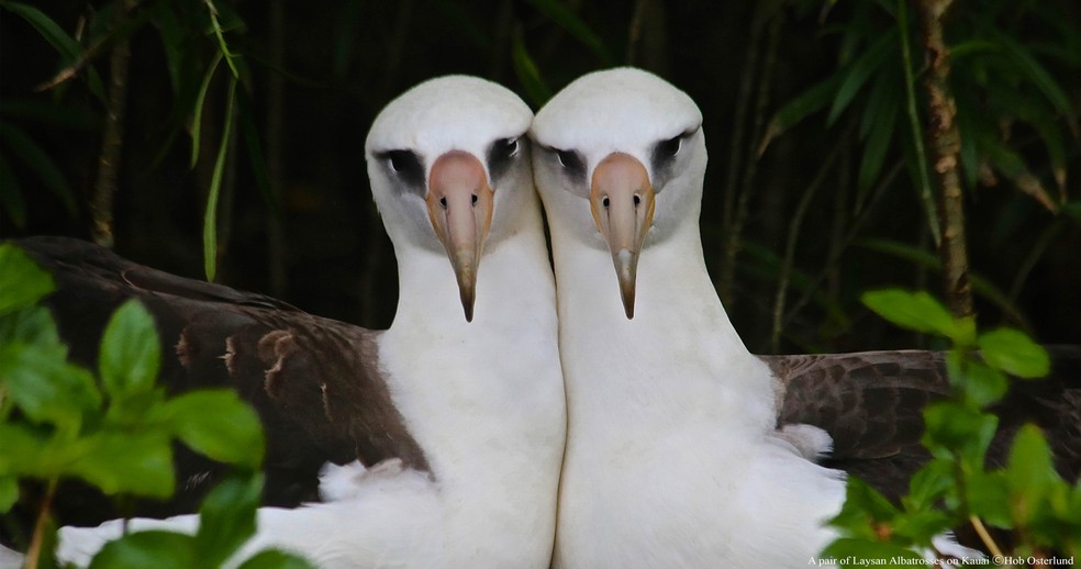 Conheça Wisdom: a albatroz de 70 anos que é a ave mais longeva do mundo