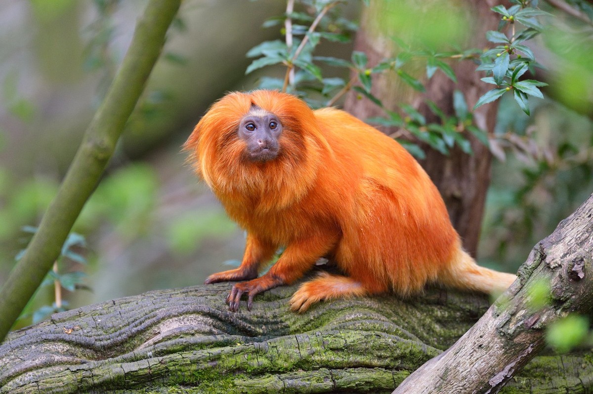Tem Leão Na Amazônia - FDPLEARN