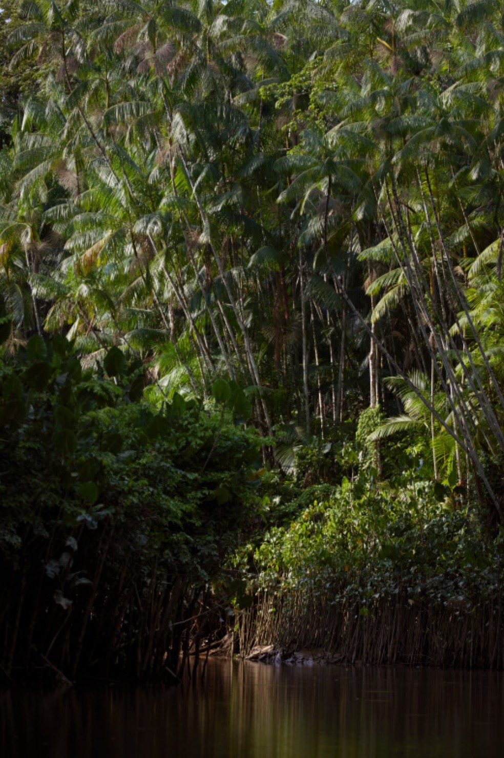 'Precisamos nos tornar cúmplices da Amazônia', diz fotógrafo Bob Wolfenson