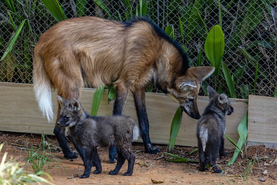 Símbolo do Cerrado: filhotes de lobo-guará nascem no Zoológico de São ...