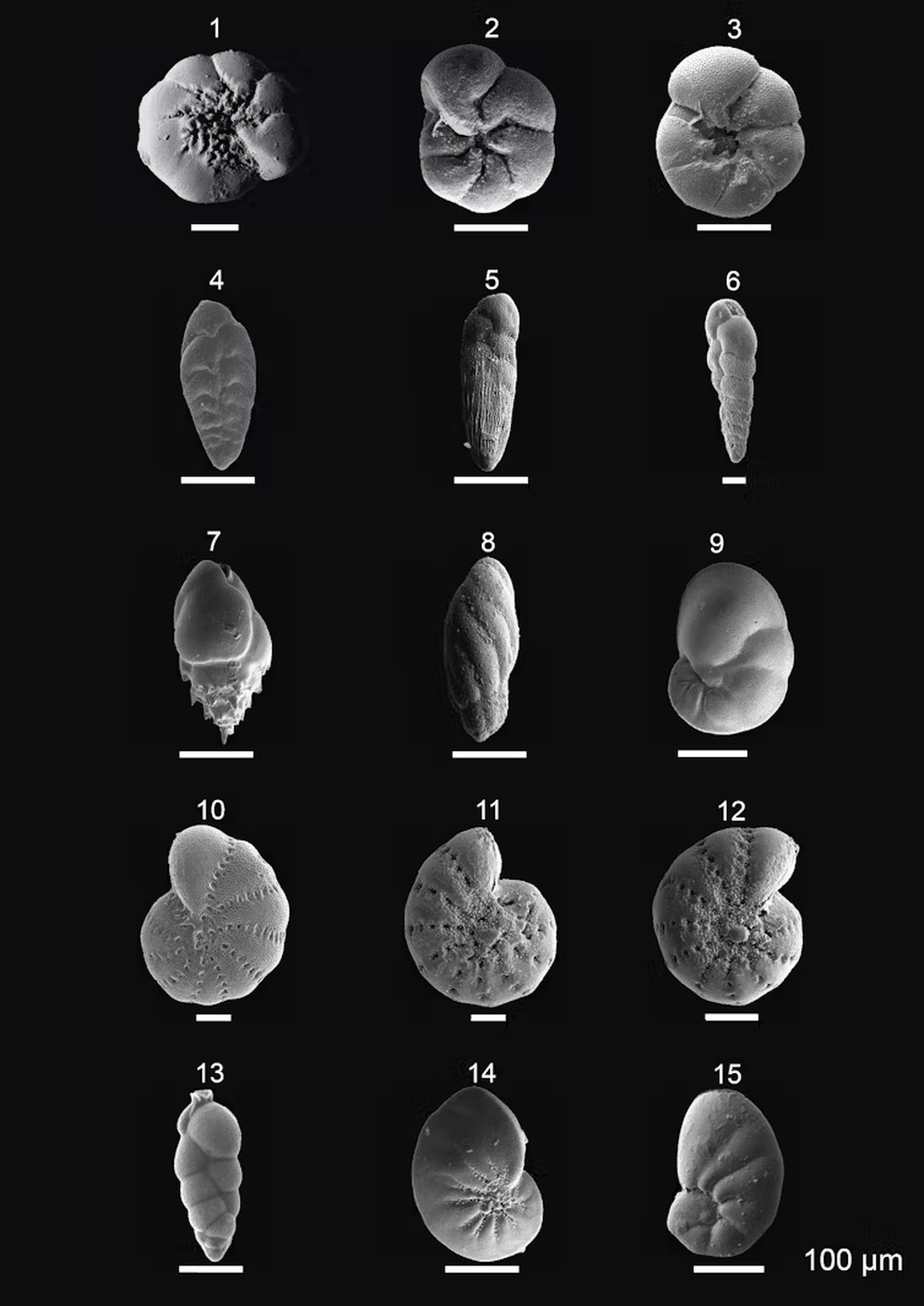 Rede internacional estuda organismos marinhos para desenvolver ...