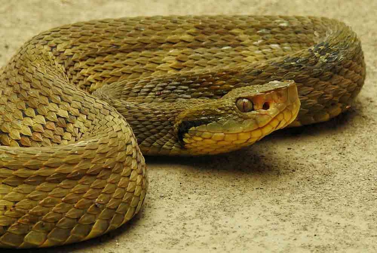 Cientistas finalizam 1º sequenciamento genético de uma serpente ...