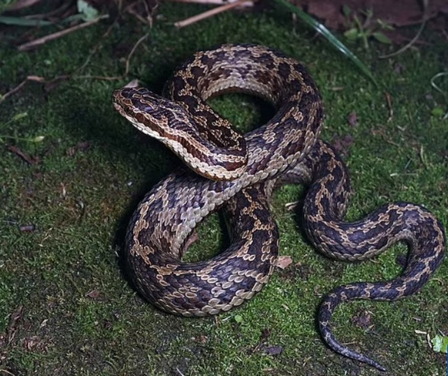 Cientistas descobrem nova espécie de víbora venenosa na China ...