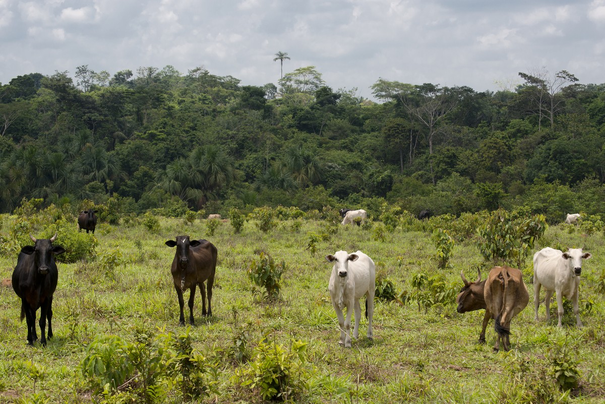 Pecuária derrubou mais de 800 milhões de árvores na Amazônia brasileira ...