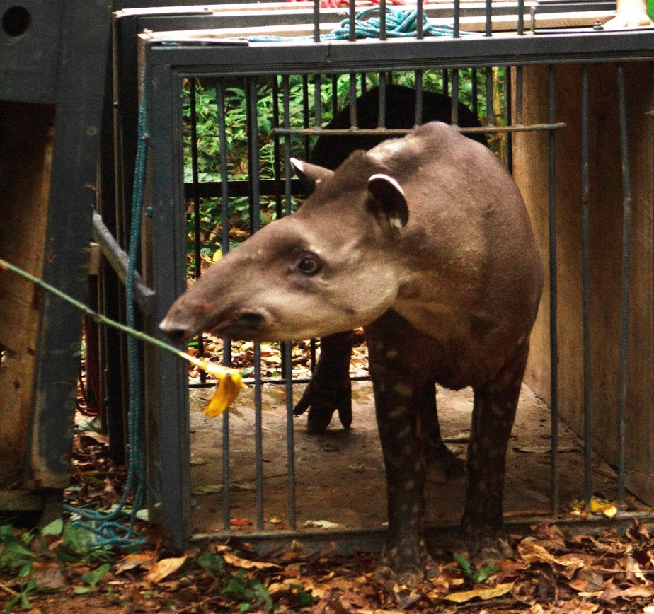 Família de antas é livre na Reserva Ecológica do Guapiaçu, após 45 dias ...