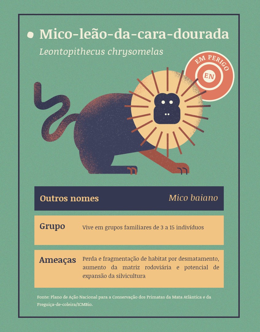 Quatro micos e um bioma: a luta pela conservação dos micos-leões da ...