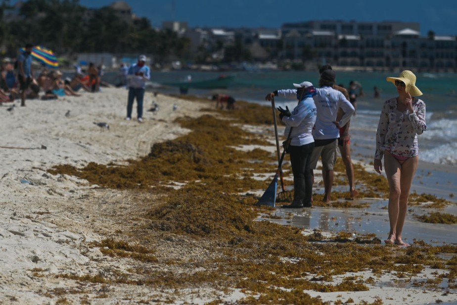 Enorme quantidade de algas marinhas está cobrindo as praias do Caribe ...