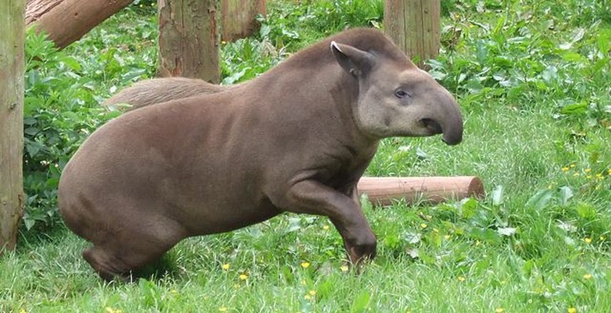 Filhotes gêmeos de anta são descobertos pela 1ª vez na natureza ...
