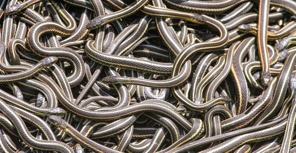 Nova espécie de cobra pré-histórica é descoberta nos Estados Unidos ...