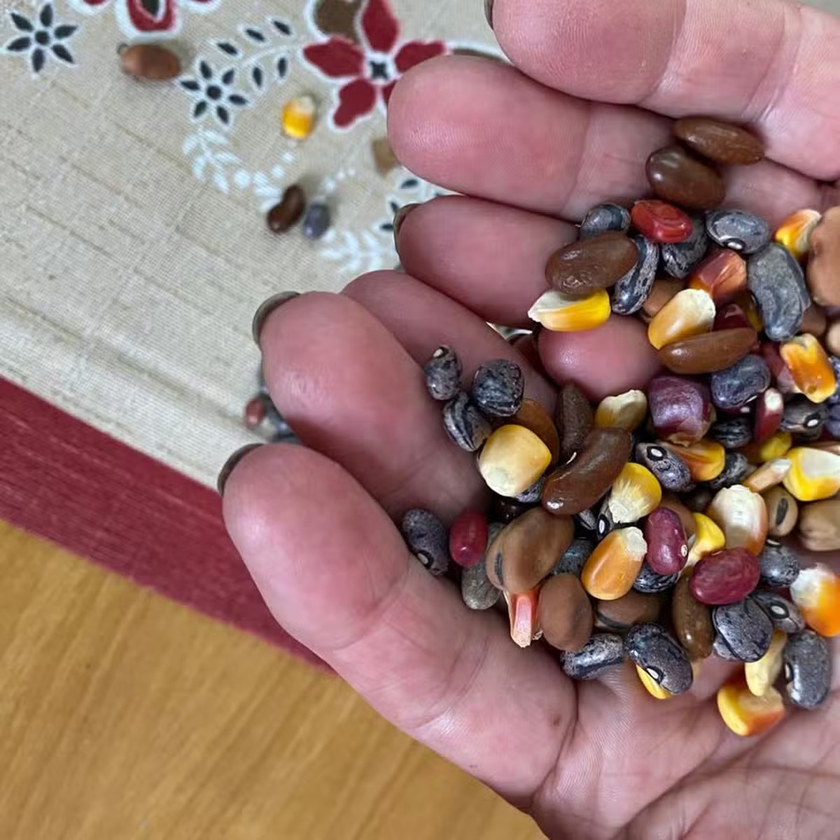 Sementes brasileiras são enviadas ao maior banco de vegetais do mundo
