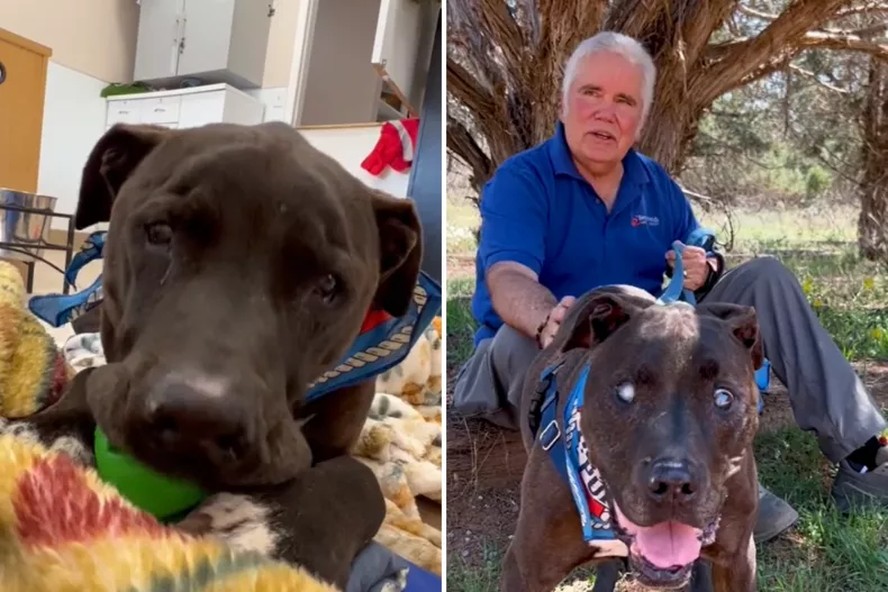 Cão idoso e cego salva voluntário de abrigo de cascavel venenosa