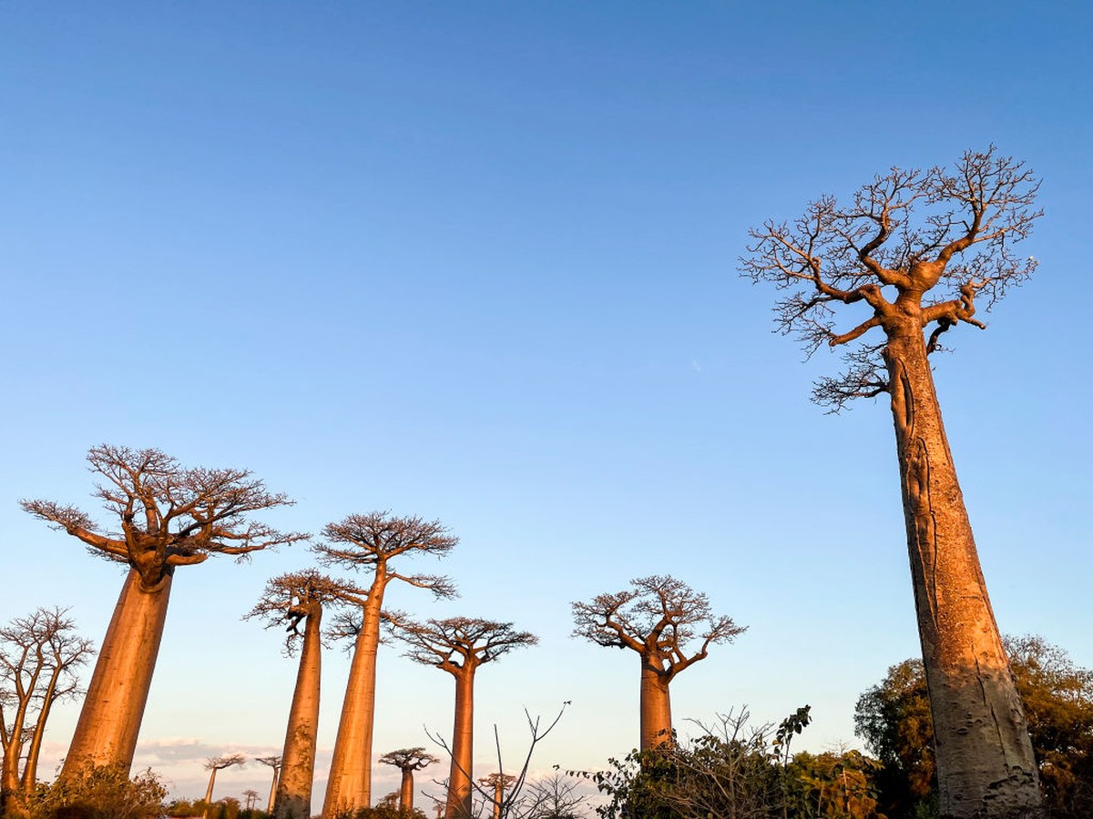 Análise de DNA mostra que "Árvore da Vida" de parque da Disney, o baobá ...