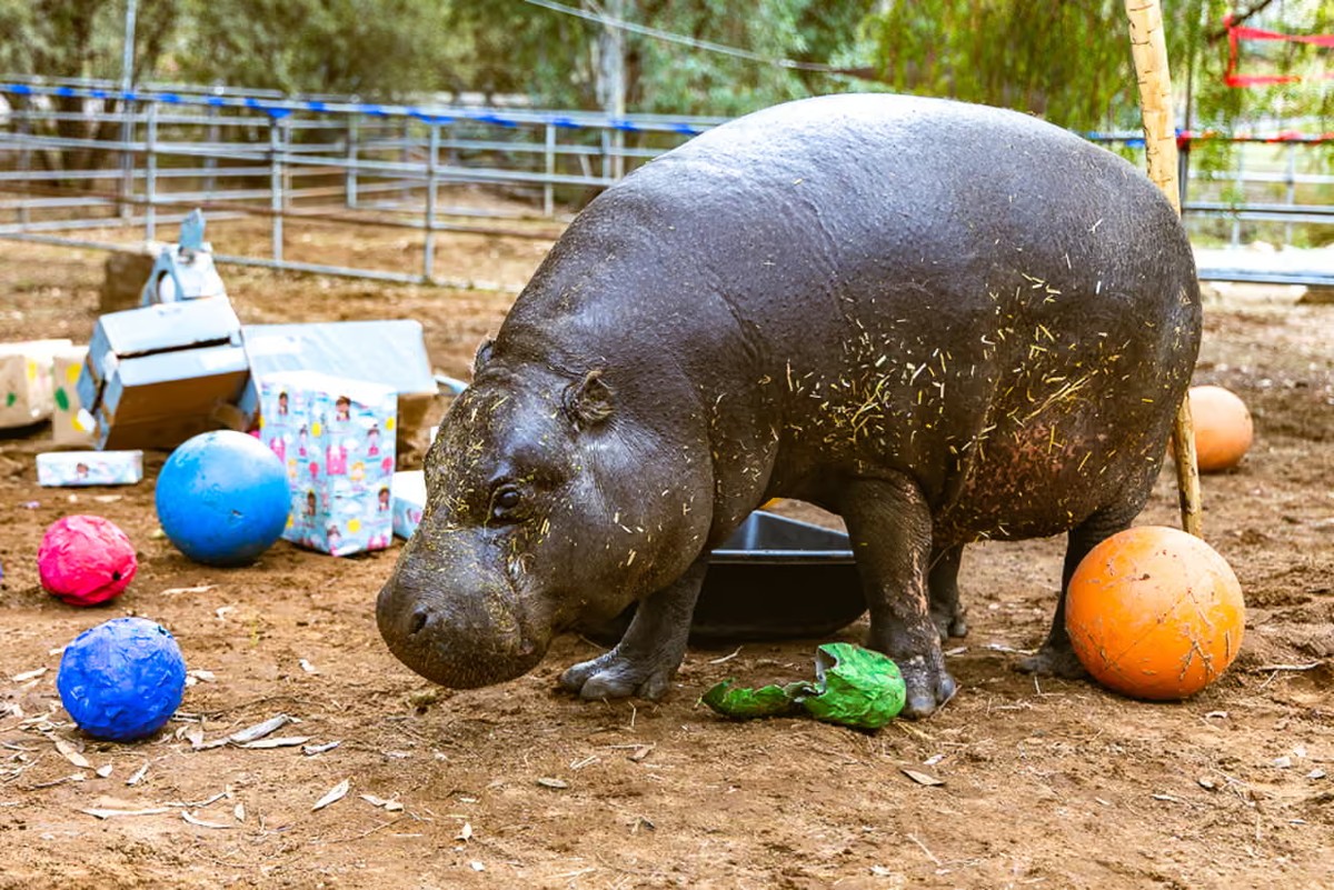 Hipopótamo pigmeu mais velho do mundo completa 52 anos com festa em ...