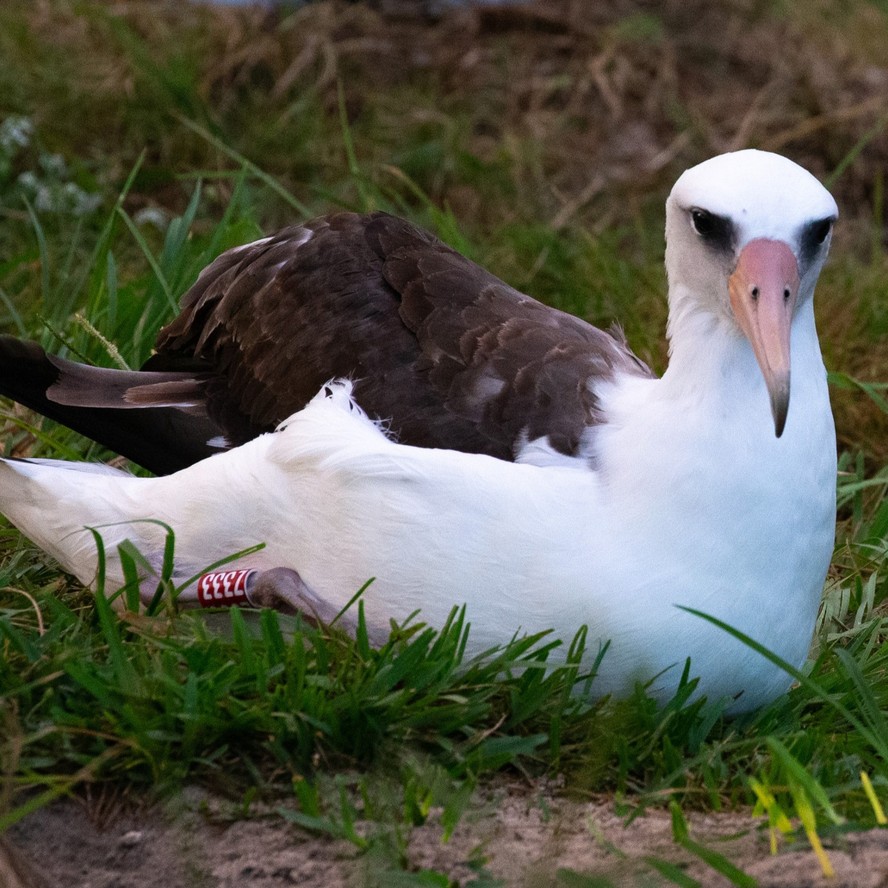 Conheça Wisdom: a albatroz de 70 anos que é a ave mais longeva do mundo ...