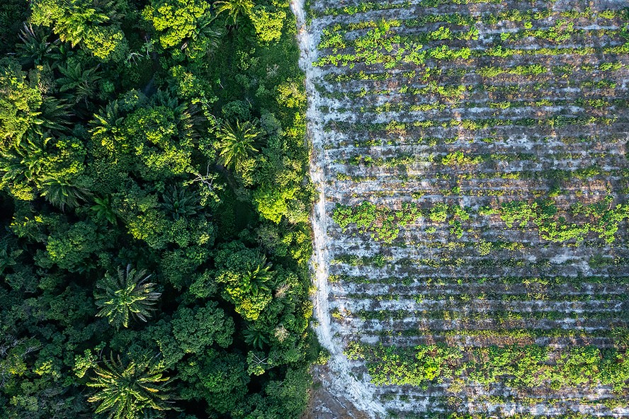 Re.green fecha primeira parceria com agro para restaurar 600 hectares ...