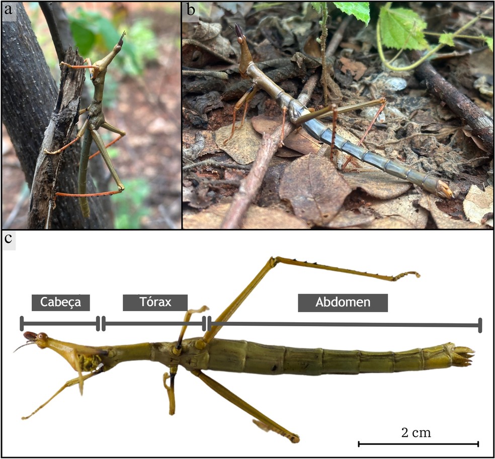 Macacos-prego desenvolvem habilidade de tirar parte tóxica ao comer ...